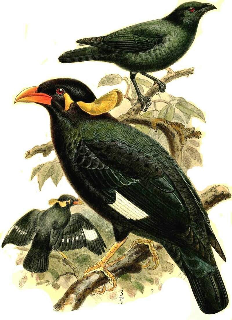Nias Hill Myna - Gracula robusta - jgke85292