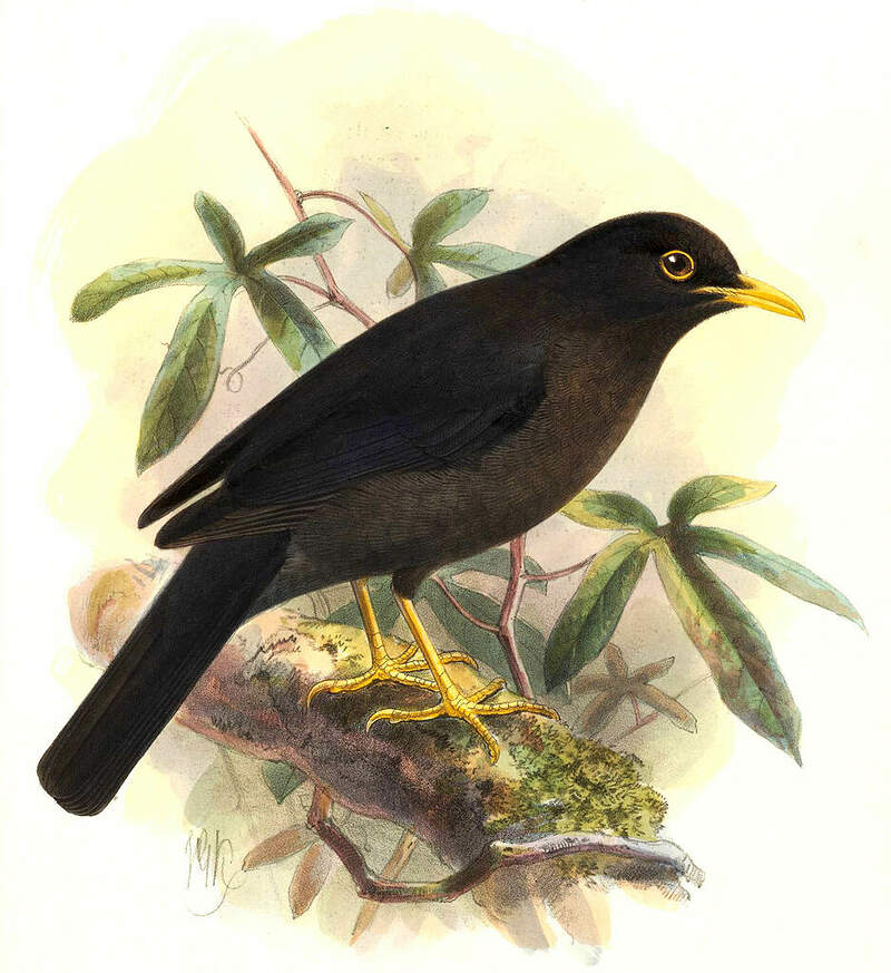Indian Blackbird - Turdus simillimus - jgke114689