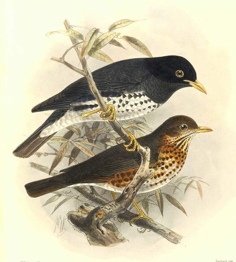 Japanese Thrush - Turdus cardis - jgke121512