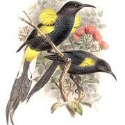 Mohoidae - Systematic classification - Oiseaux.net - birds