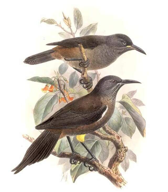 Kauai Oo - Moho braccatus - jgke17474