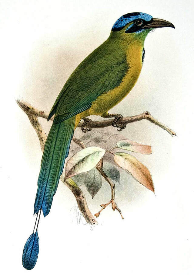 Andean Motmot - Momotus aequatorialis - jgke86049