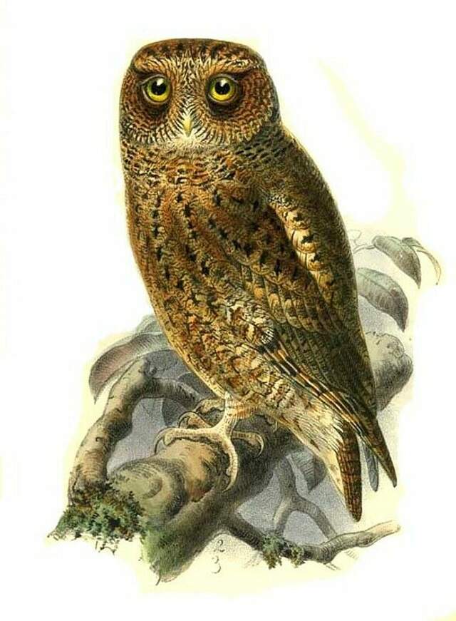 Mountain Scops Owl - Otus spilocephalus - jgke55940
