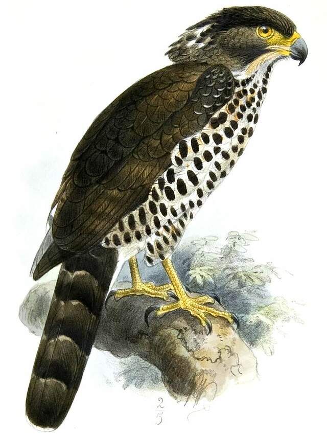 Congo Serpent Eagle - Dryotriorchis spectabilis - jgke92176
