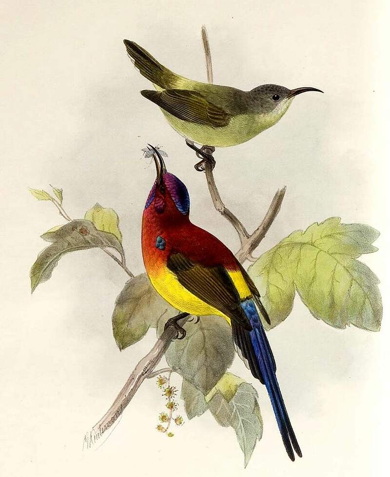 Mrs. Gould's Sunbird - Aethopyga gouldiae - jgke133570