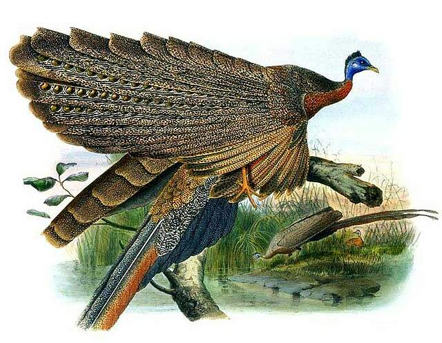 Great Argus - Argusianus argus - jogo8371