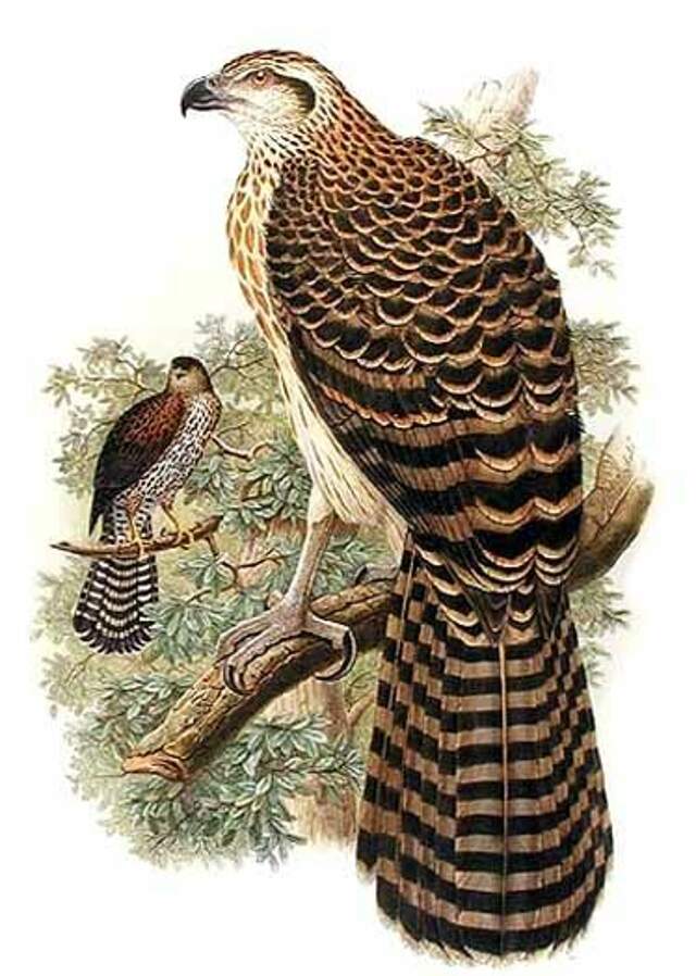 Doria's Goshawk - Megatriorchis doriae - jogo13594