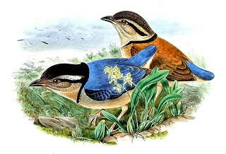 Giant Pitta - Hydrornis caeruleus - jogo37597