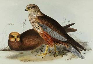 Busard des roseaux - jogo28812