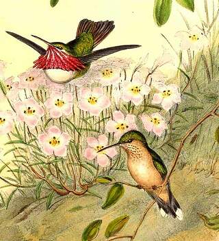 Colibri calliope - jogo233228