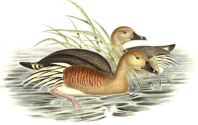 Plumed Whistling Duck - Dendrocygna eytoni - jogo42603