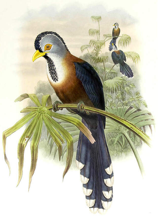 Scale-feathered Malkoha - Dasylophus cumingi - jogo114950