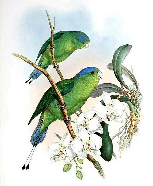 Blue-crowned Racket-tail - Prioniturus discurus - jogo37740
