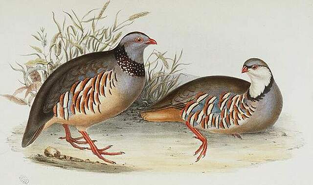 Barbary Partridge - Alectoris barbara - jogo29051