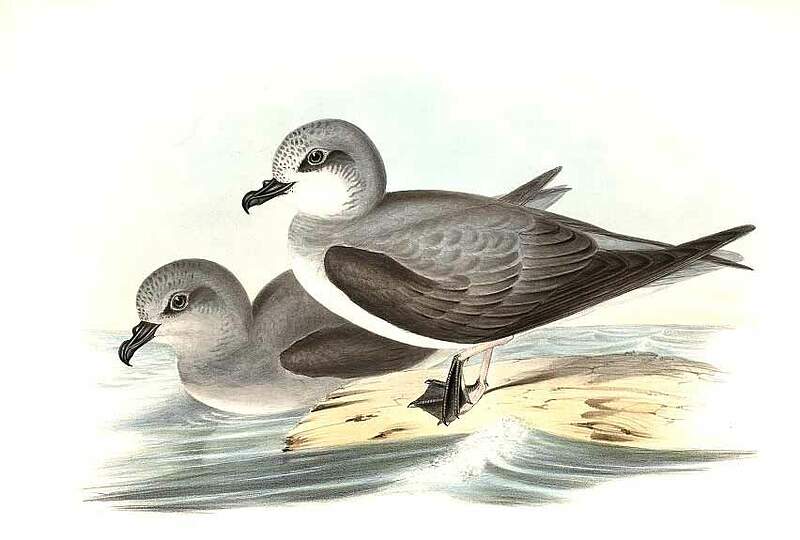 Soft-plumaged Petrel - Pterodroma mollis - jogo42910