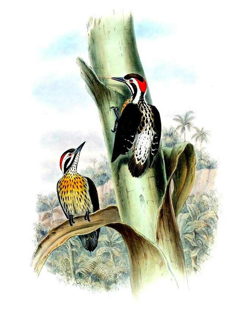 Philippine Pygmy Woodpecker - Yungipicus maculatus - jogo63556