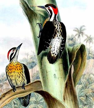 Philippine Pygmy Woodpecker - Yungipicus maculatus