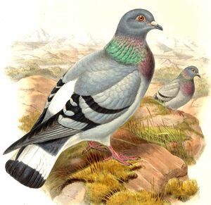 Hill Pigeon - Columba rupestris