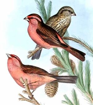 Red-mantled Rosefinch - Carpodacus rhodochlamys