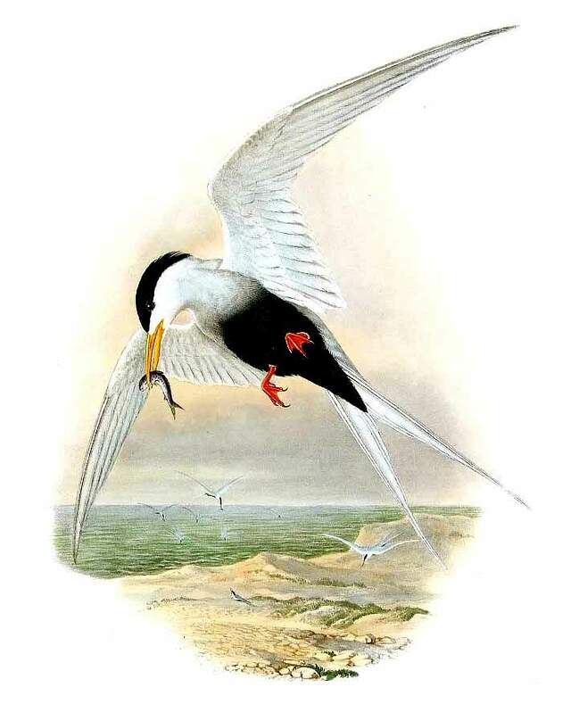 Black-bellied Tern - Sterna acuticauda - jogo45400