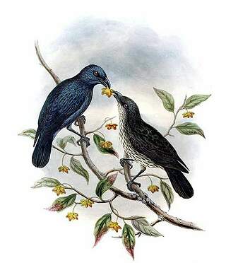 Stourne des Tanimbar - jogo39850