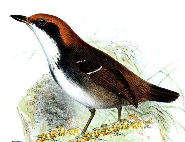 Alapi à sourcils blancs - jowf124759