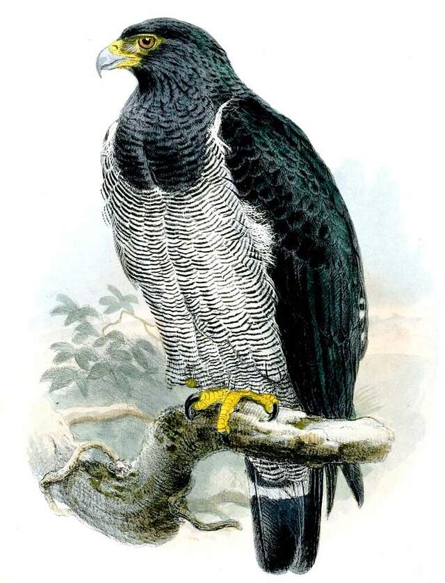 Buse barrée - jowf104552