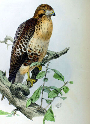 Eastern Buzzard - Buteo japonicus