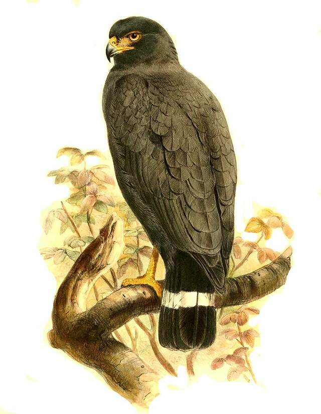 Buse urubu - jowf80666