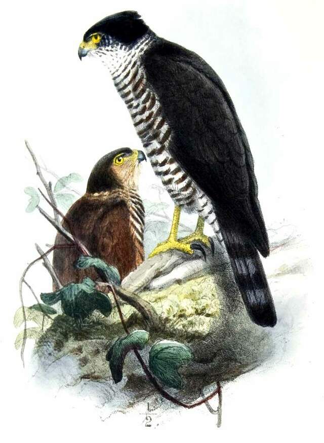 Semicollared Hawk - Microspizias collaris - jowf87014