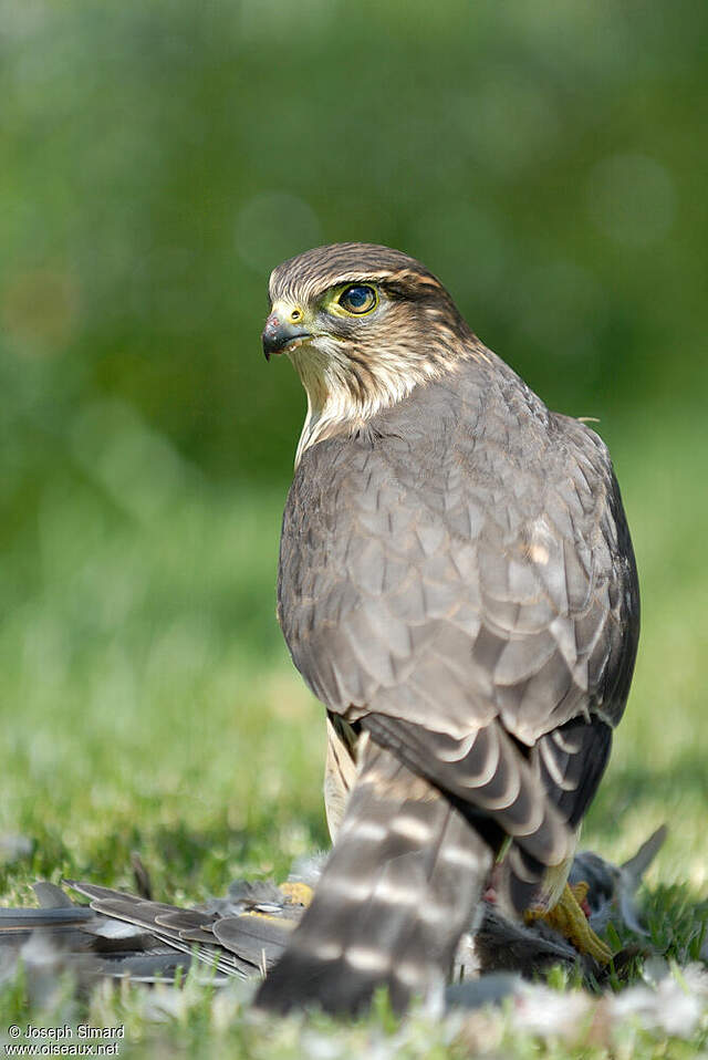 Faucon émerillon - josi90718