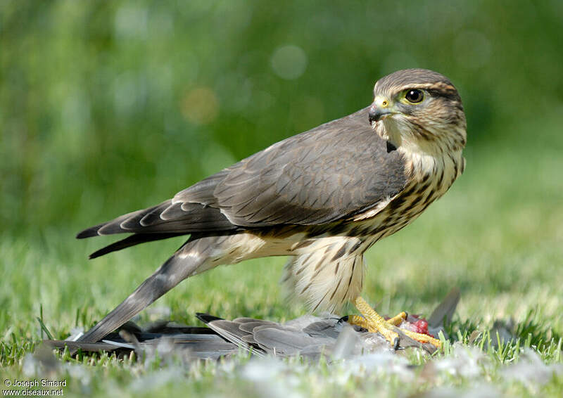 Faucon émerillon - josi90719