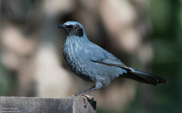 Blue Mockingbird - Melanotis caerulescens male adult - josi234412