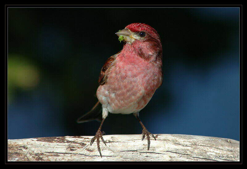 Roselin pourpré - josi19388