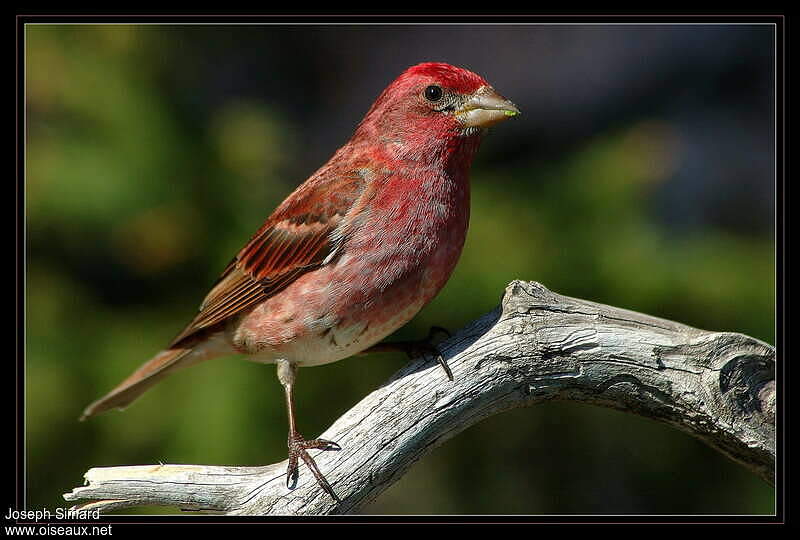 Roselin pourpré adulte - josi19389