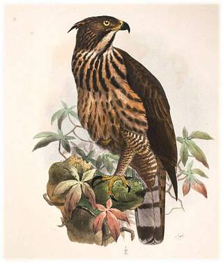 Philippine Hawk-Eagle - Nisaetus philippensis - josm168873