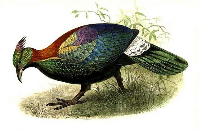 Lophophore de Lhuys - josm31377