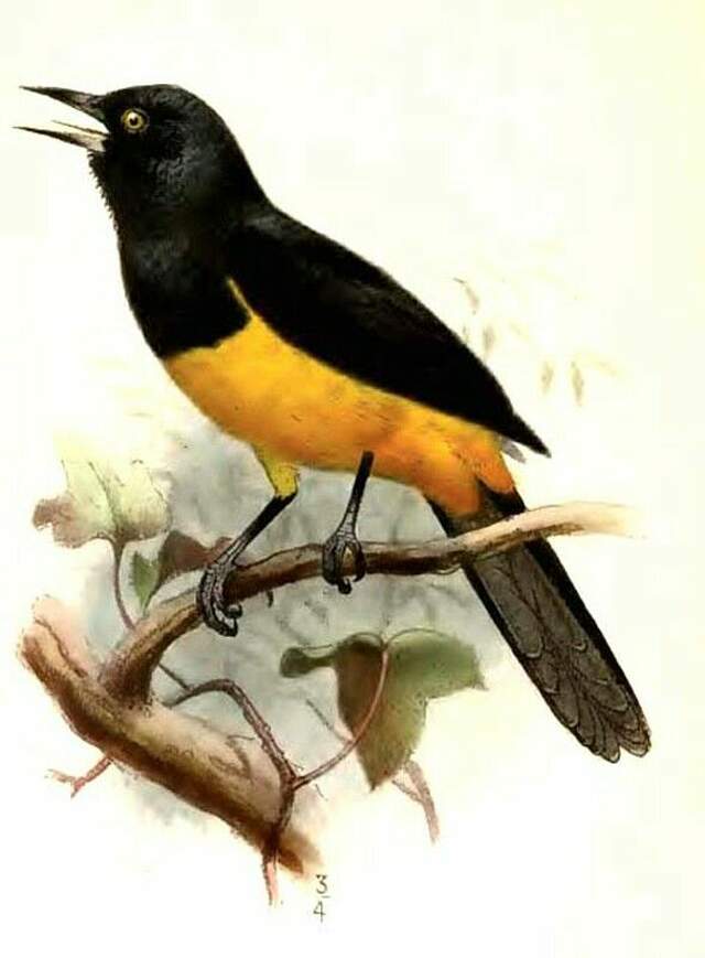 Oriole de Montserrat - josm90634