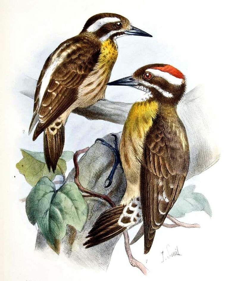 Philippine Pygmy Woodpecker - Yungipicus maculatus - josm78648