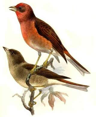 Roselin de Blanford - josm31381