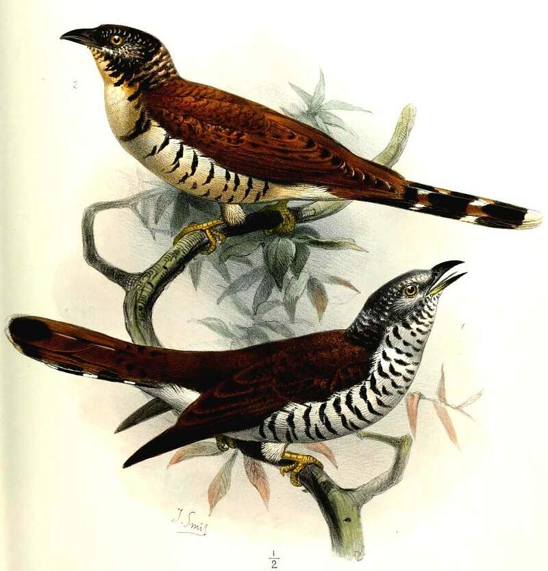 Sulawesi Cuckoo - Cuculus crassirostris - josm80068