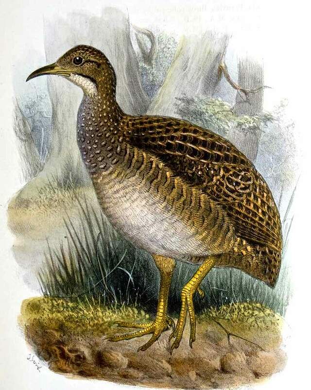 Taczanowski's Tinamou - Nothoprocta taczanowskii - josm79156