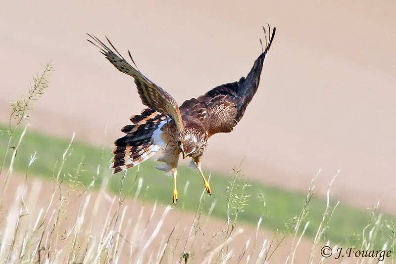 Busard Saint-Martin juvénile - jufo109067