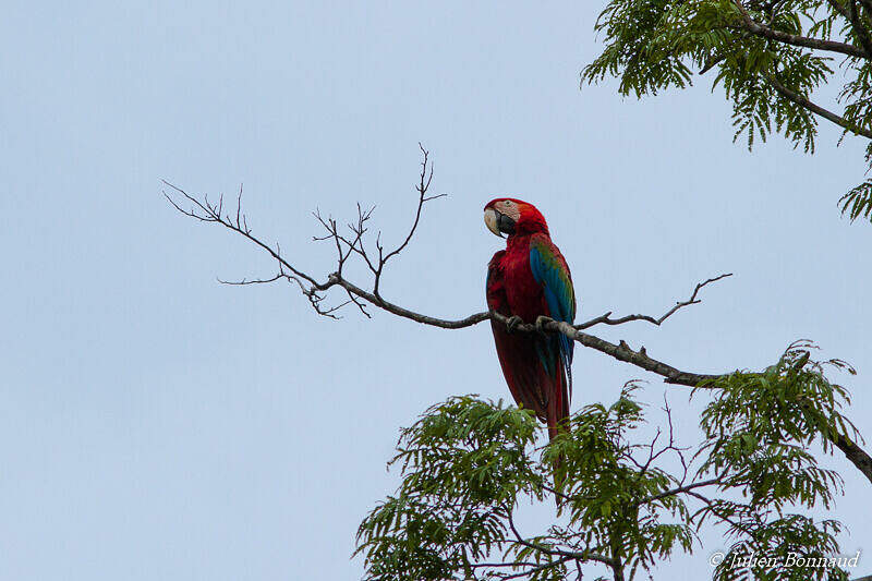 Ara chloroptère - jubo228563