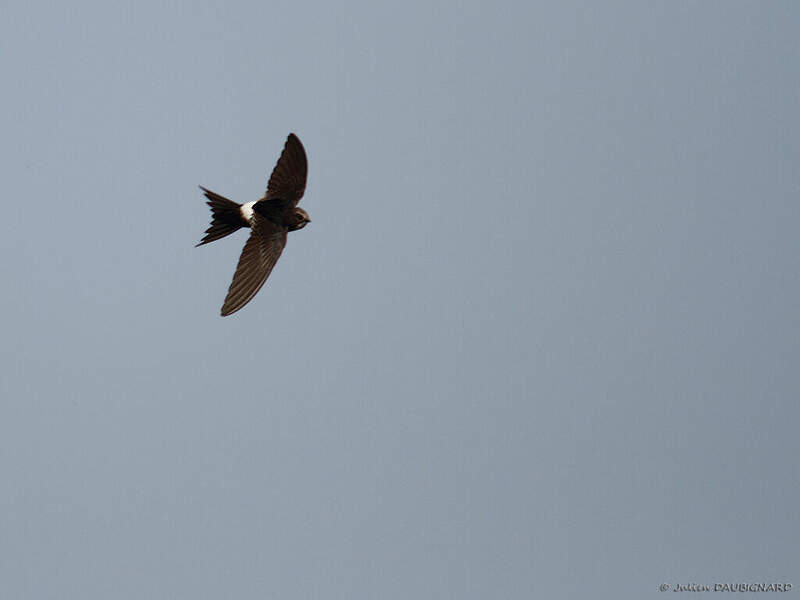 Martinet cafre adulte - juda200476