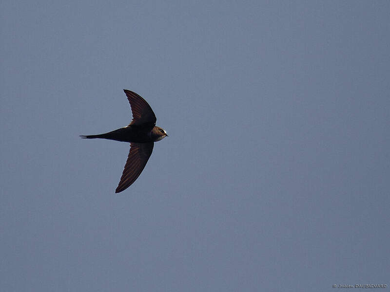 Martinet cafre adulte - juda200477