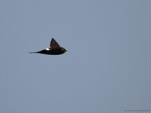 Martinet cafre adulte - juda200479