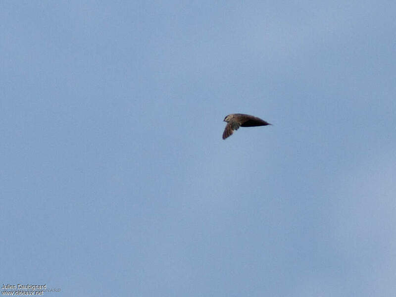 Martinet ramoneur , - juda271729