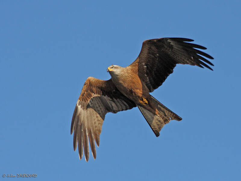 Milan noir - juda90997