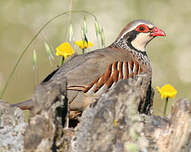 Perdrix rouge - Alectoris rufa